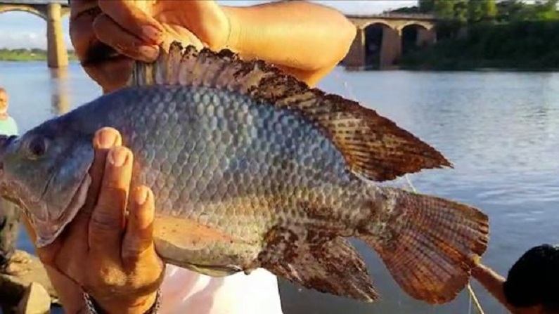PHOTO : सांगलीच्या कृष्णा नदीत सापडलेला हा मासा कोणता? | Chilapi fish ...